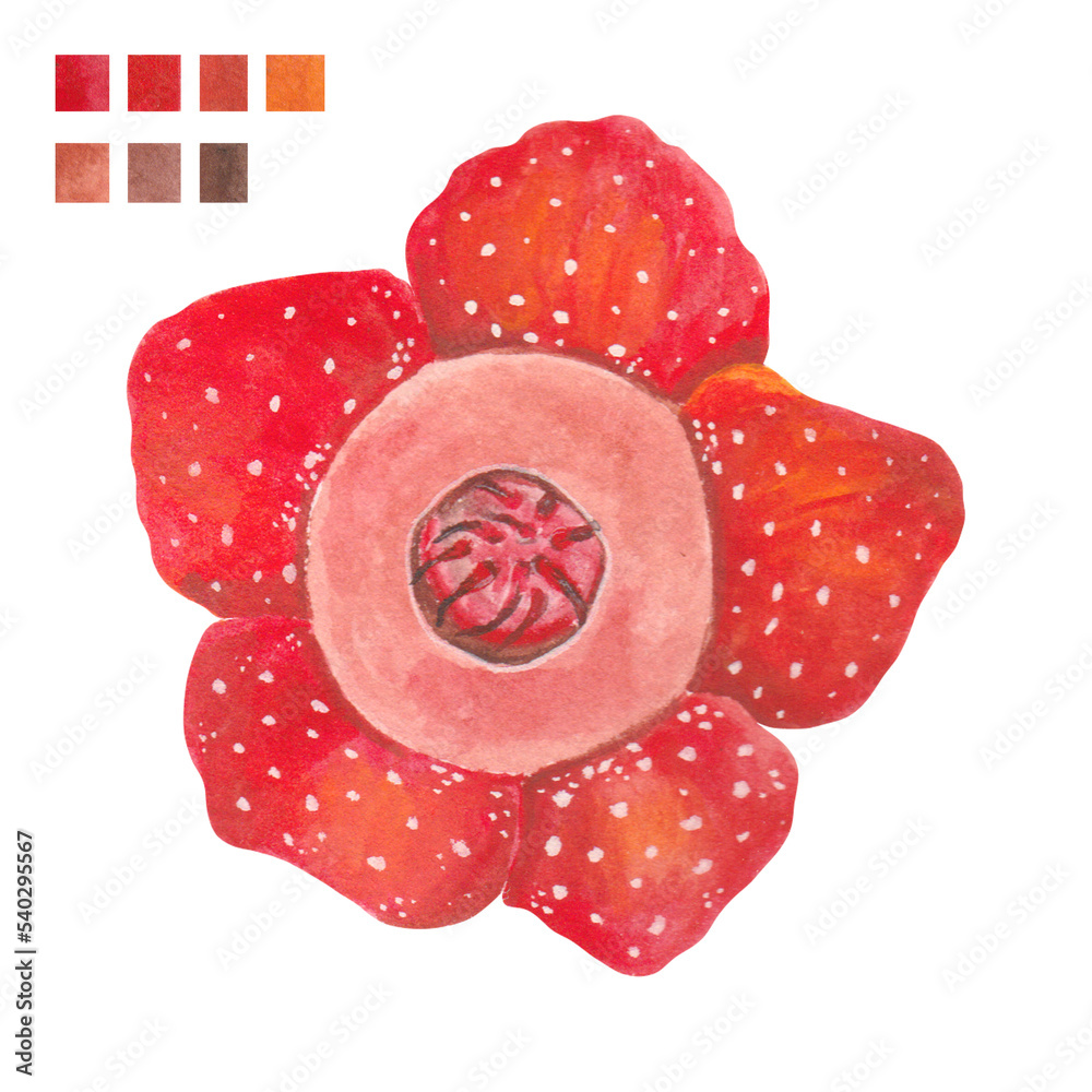 Watercolor plant portrait Philippine flora Rafflesia mixta Stock ...
