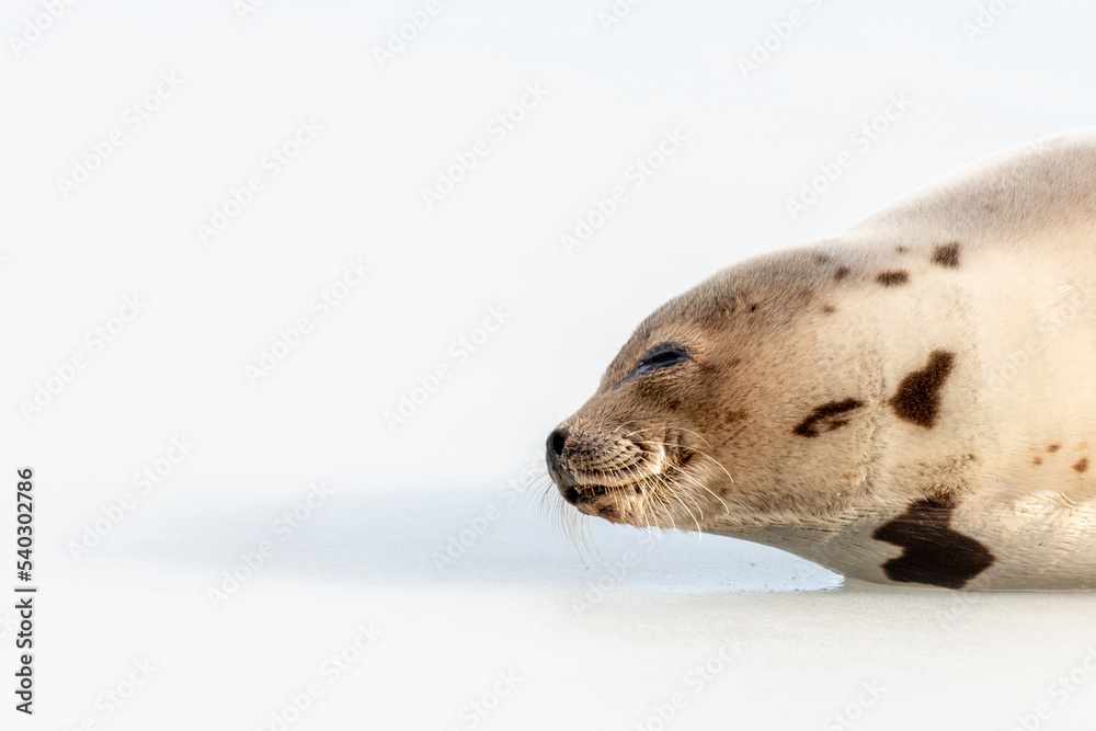 A small wild harbour harp seal pup laying on cold frozen white ice in ...