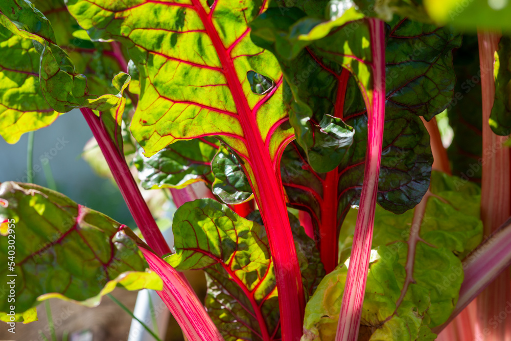 Fotka „Tall ribbed stalks of Swiss chard greens. Green and reddish ...