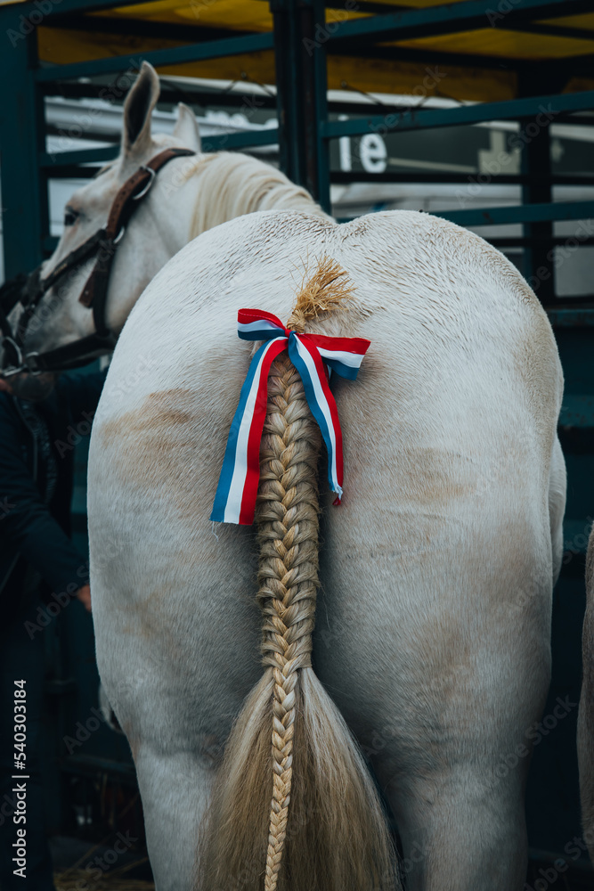 Queue de cheval tressée avec ruban tricolore pour participation à un ...