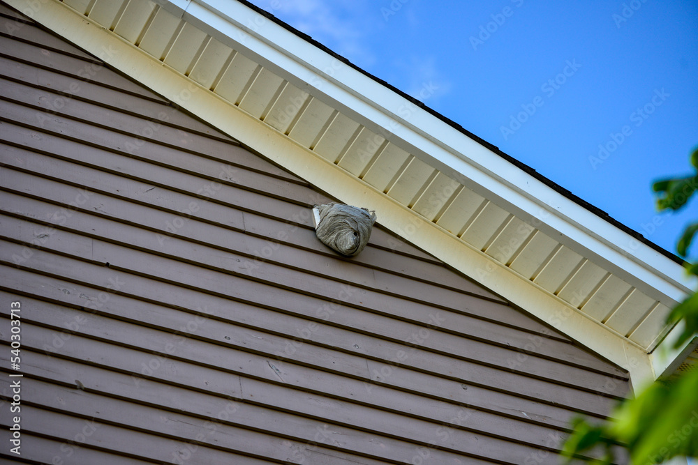 A large wasp hornet nest is affixed to an exterior dryer vent cover on ...