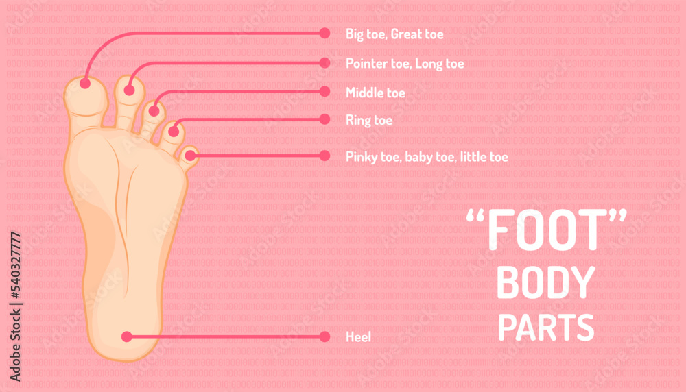 Vector of the anatomy of the foot with an editable text Stock Vector ...