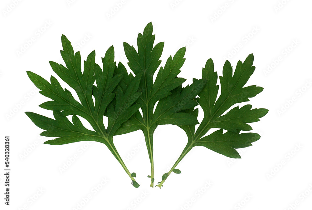 Trois feuilles d'Armoise annuelle artemisia annua isolées sur fond ...