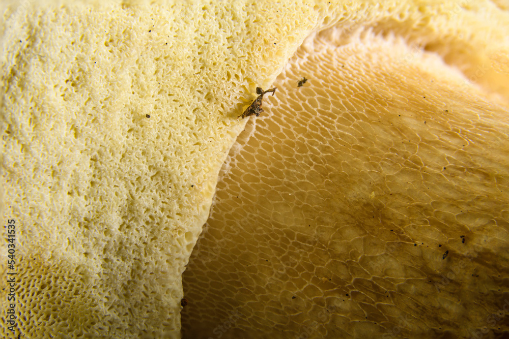 Boletus edulis mushroom close up of under cap view, isolated, macro ...