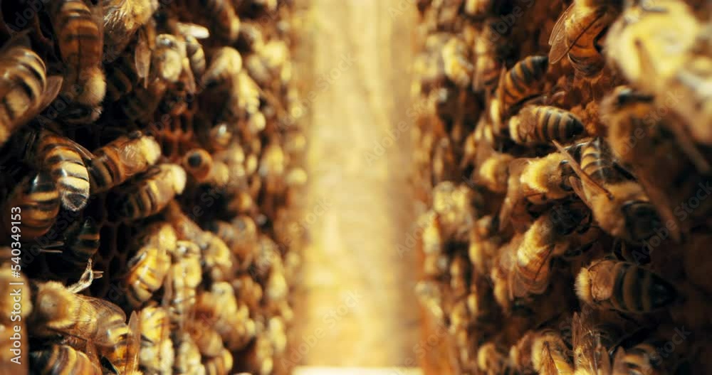 Wax cells. Honeycomb full of bees working on collecting making honey in ...