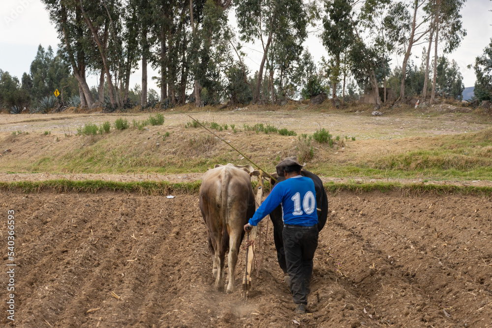 Yunta, hombre sin identificar conduce a dos toros en las labores ...
