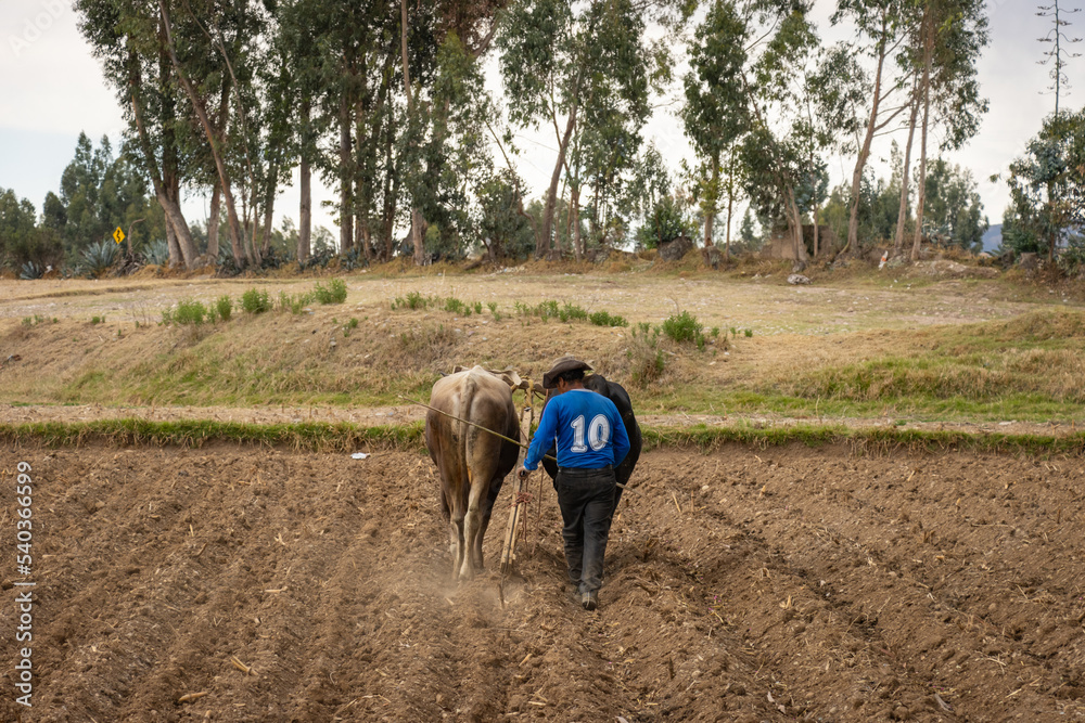 Yunta, hombre sin identificar conduce a dos toros en las labores ...