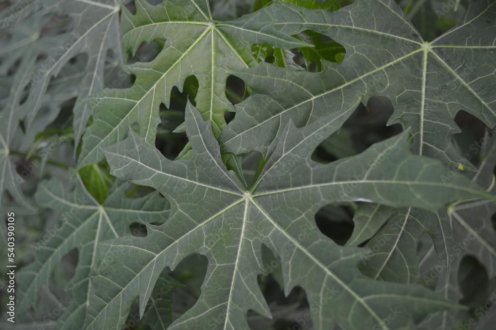 green vegetable plant originating from central America and known as ...