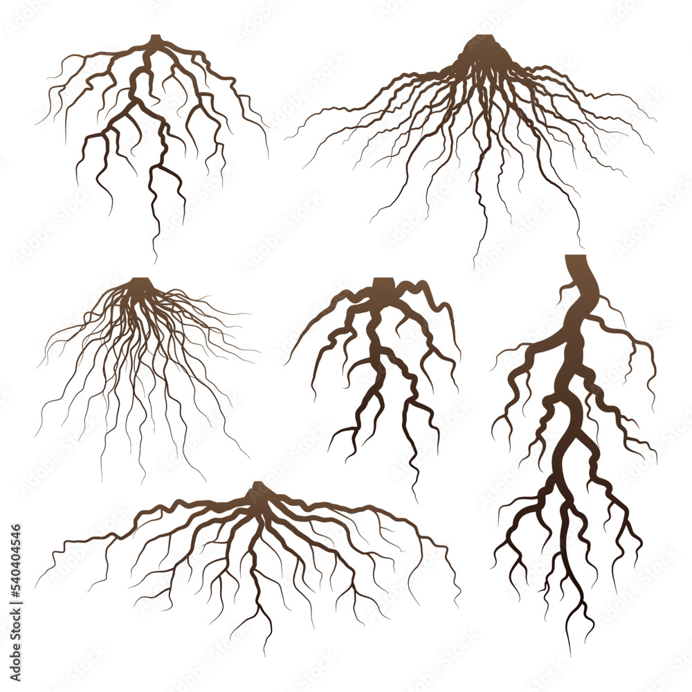 Various brown tree or shrub roots. Parts of plant, root system with ...