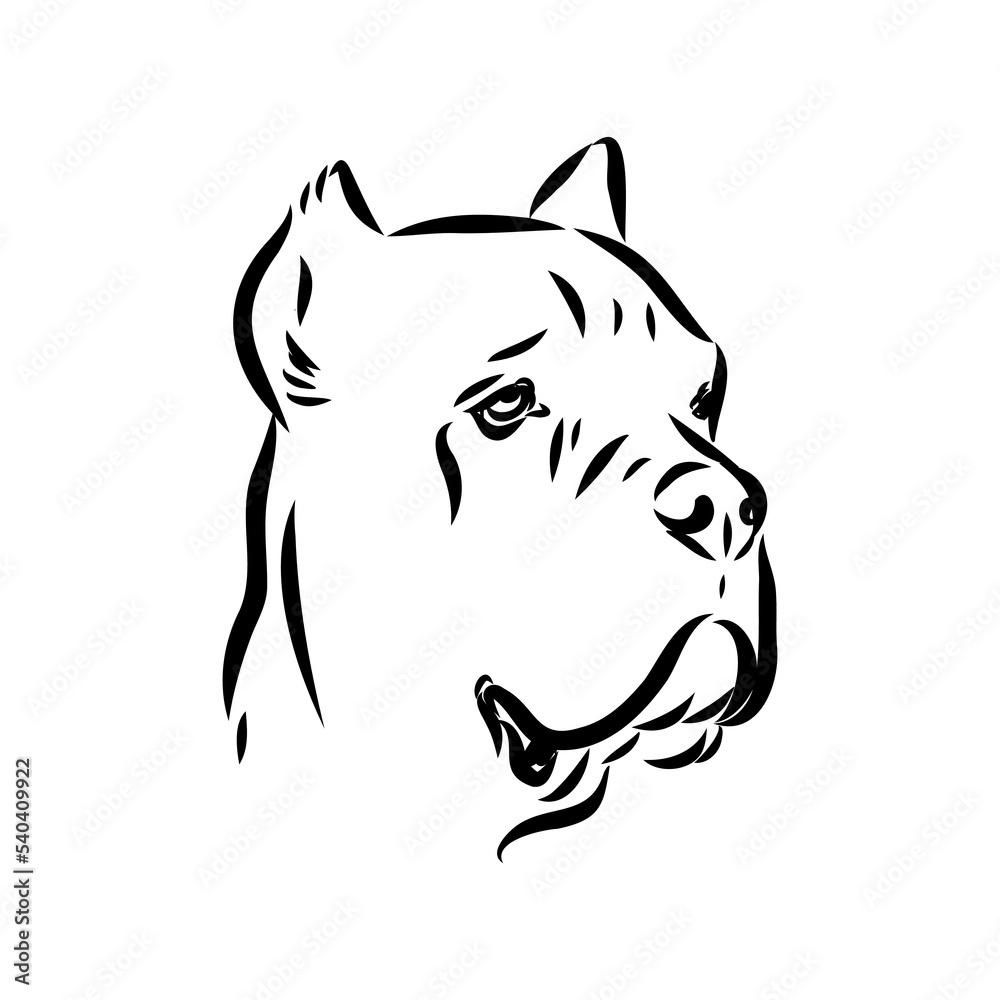 dog Cane corso italiano vector isolated illustration in black color on ...