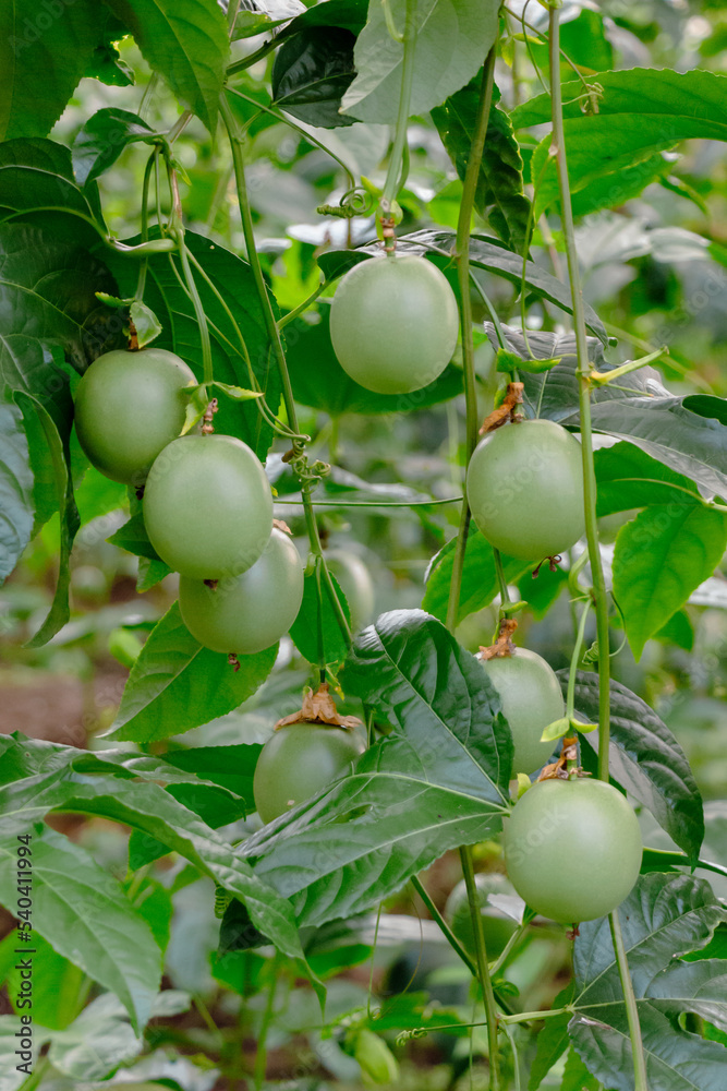 Passiflora edulis, commonly known as passion fruit, growing on a tree ...