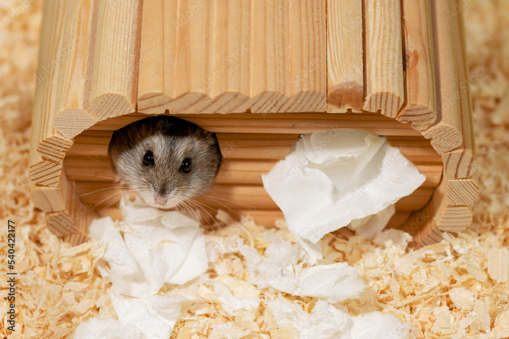 Djungarian hamster peeking out of house, top view. Hamster head in hole ...
