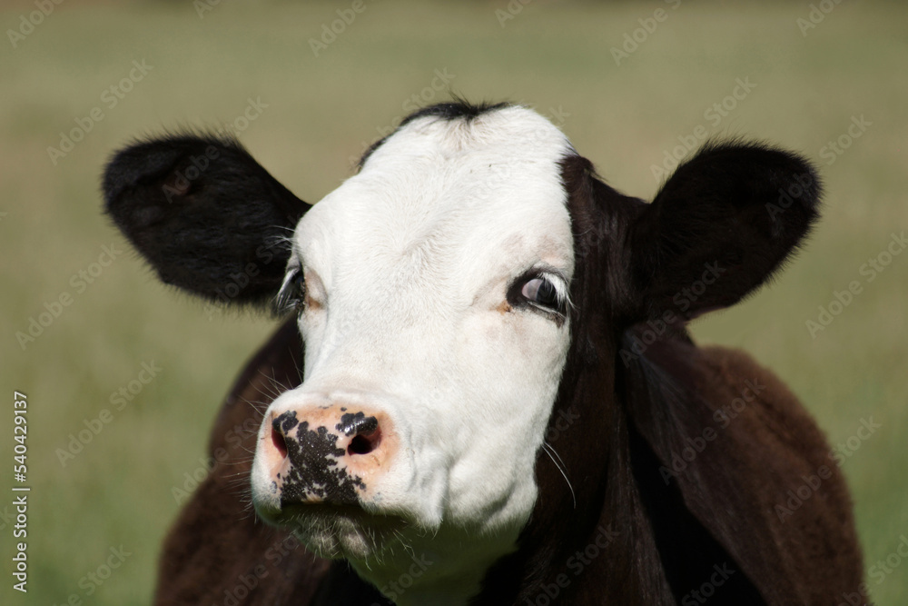 Portrait of a young black cow with white head. It's looking at the ...