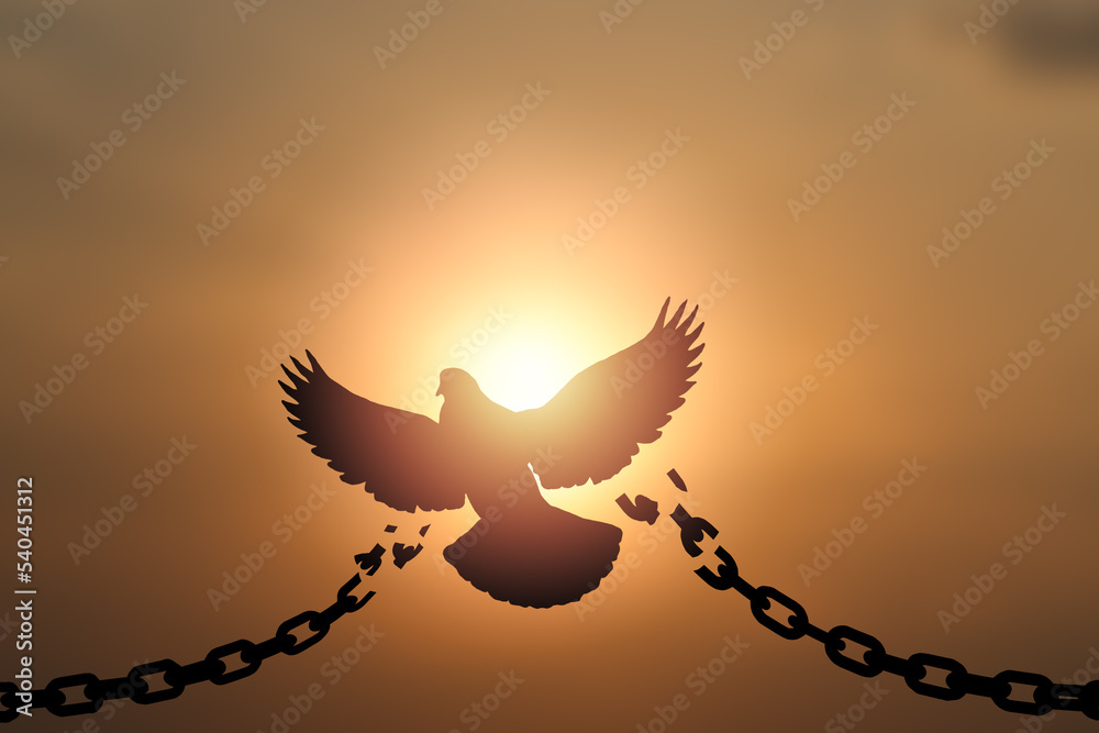 Freedom concept. Silhouettes of broken chain and bird flying over ...