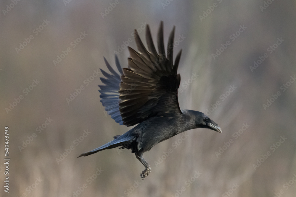 Bird Common Raven Corvus corax, dark style big black scary bird flying ...