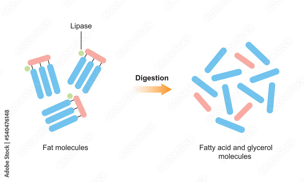 Scientific Designing of Fat Molecules Digestion. Lipase Enzyme Effect ...
