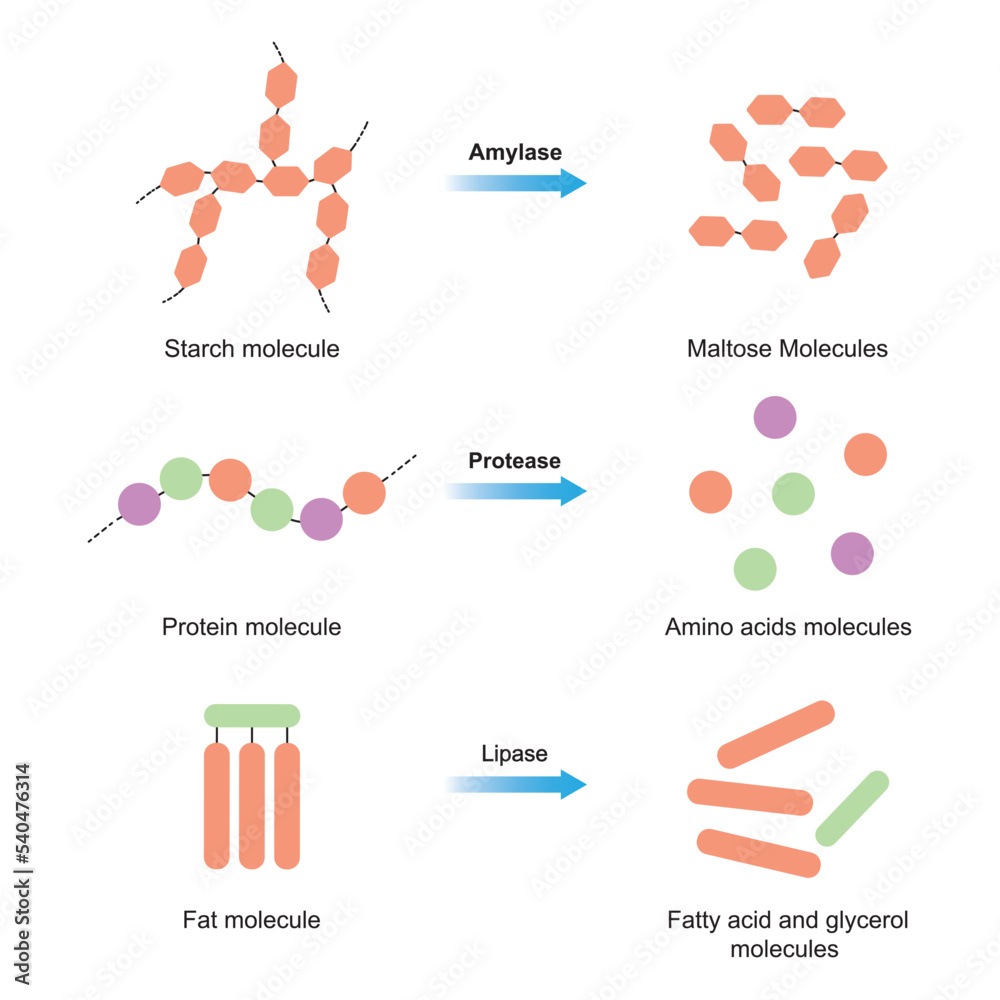 Vetor de Scientific Designing of Amylase, Protease and Lipase Function ...