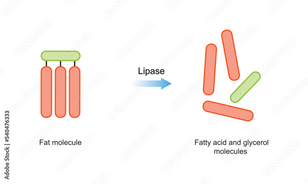 Scientific Designing of Fat Molecules Digestion. Lipase Enzyme Effect ...