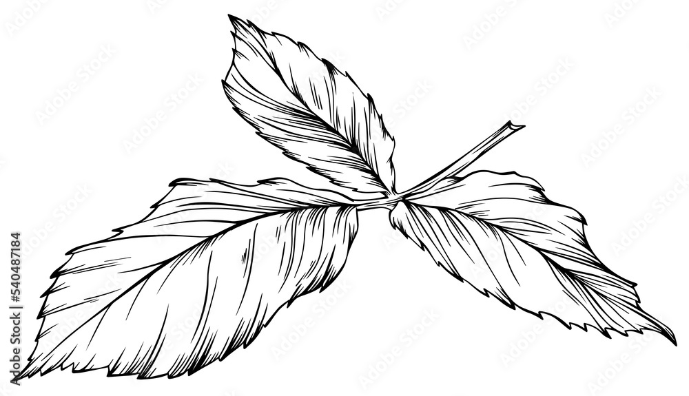Rose leaves isolated on white. Hand drawn line pngillustration. Stock ...