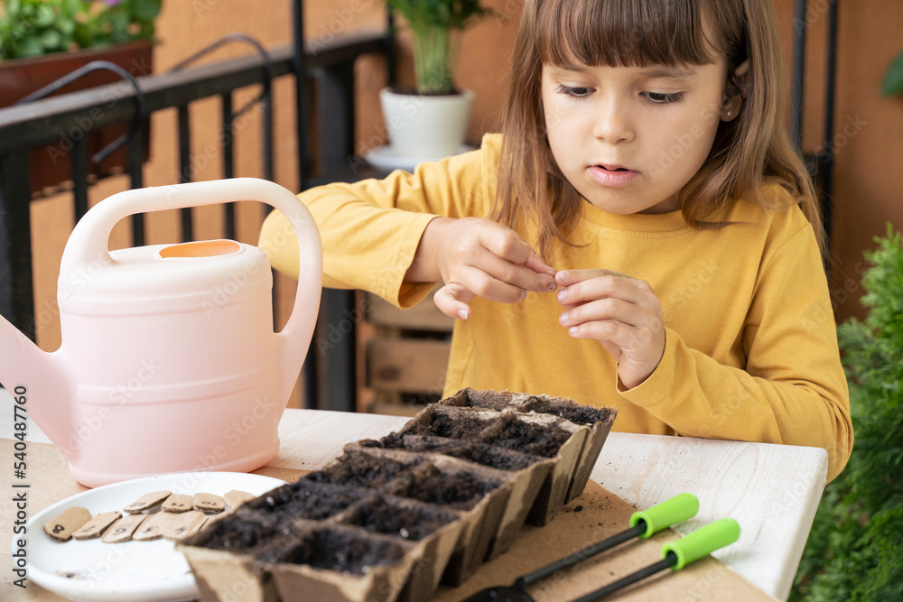 Little girl plants seeds in the ground. Child plants cucumber seeds for ...
