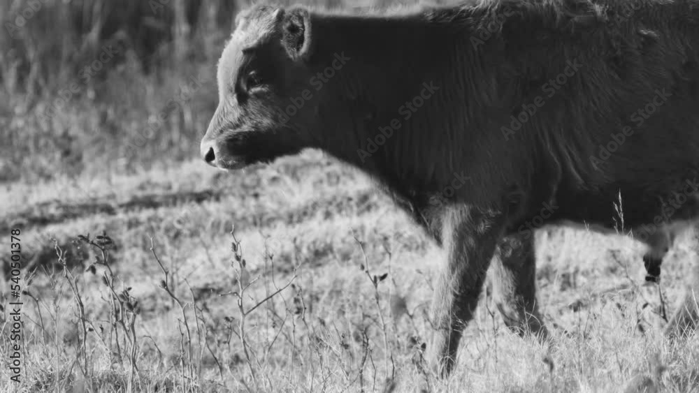 young brown goby walking through the field in black and white Stock ...