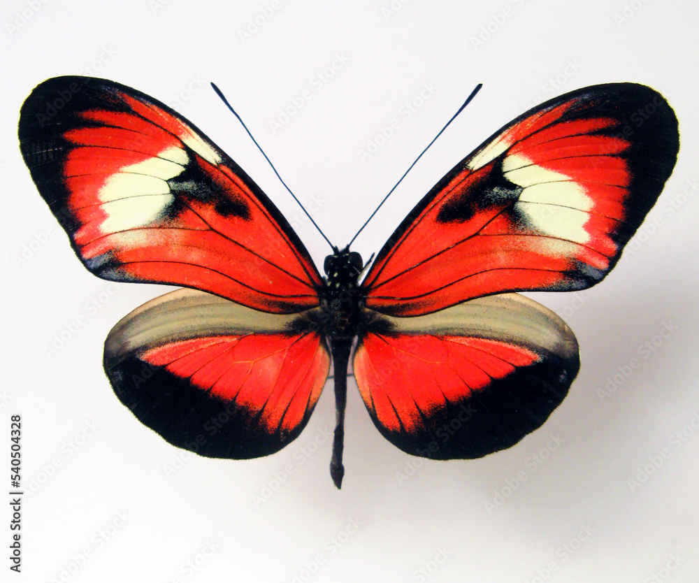 Red butterfly isolated on white, Heliconius macro close up, collection ...