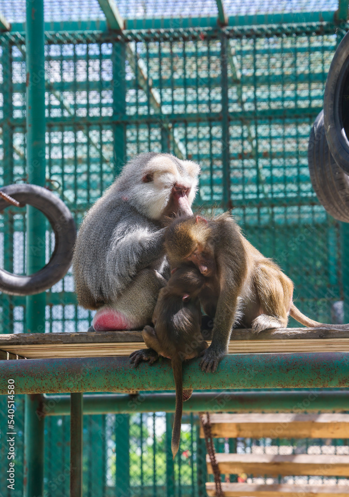 Baboons at Changchun Zoo in Jilin Province Stock-Foto | Adobe Stock