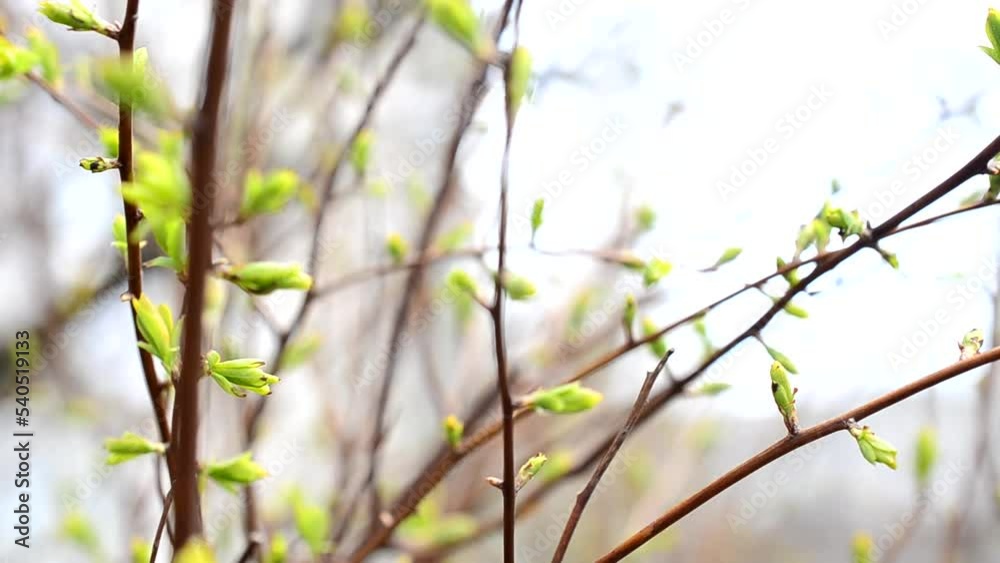 Spring leaves on a tree. Foliage against light Stock Video | Adobe Stock