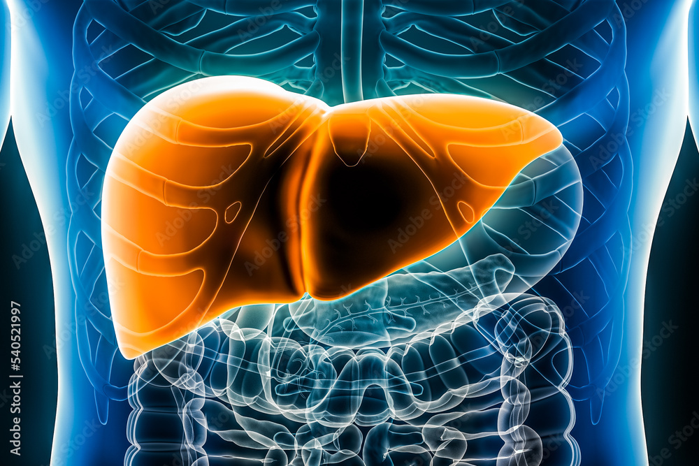 Liver 3D rendering illustration anterior or front view close-up. Organ ...