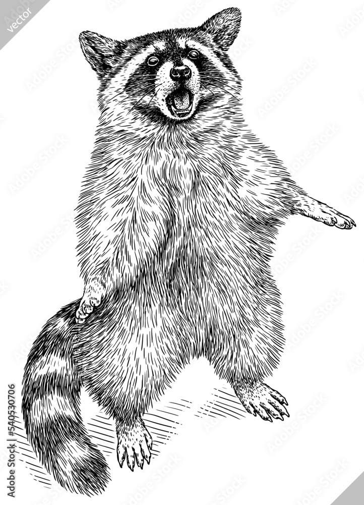 Vintage engrave isolated raccoon set illustration cut ink sketch. Wild ...