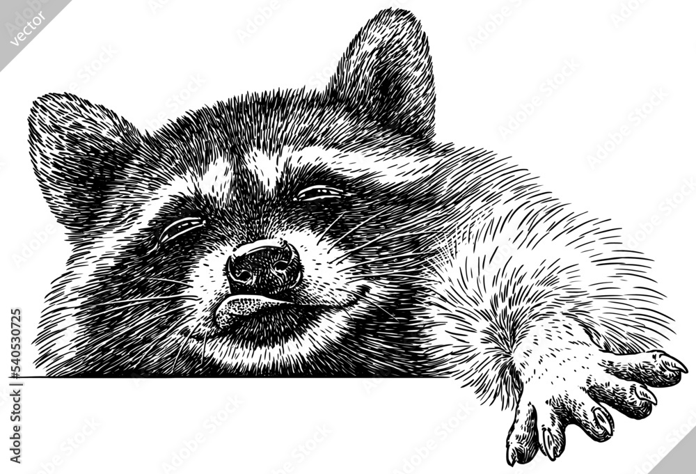 Vintage engrave isolated raccoon set illustration cut ink sketch. Wild ...