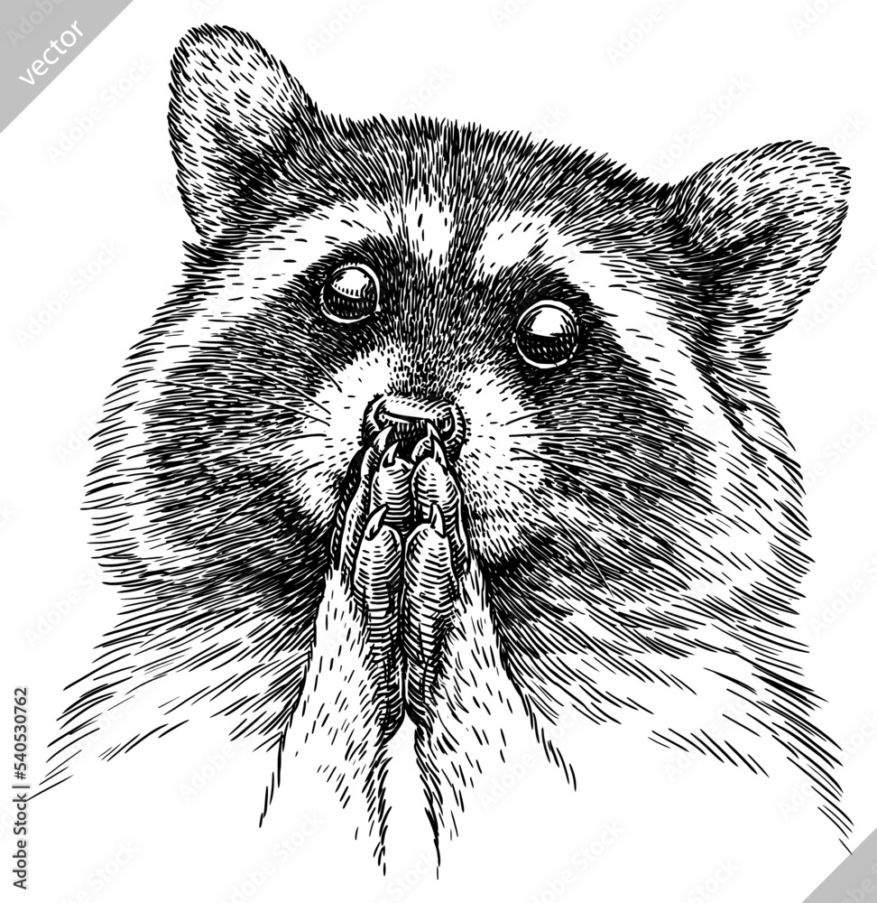 Vintage engrave isolated raccoon set illustration cut ink sketch. Wild ...