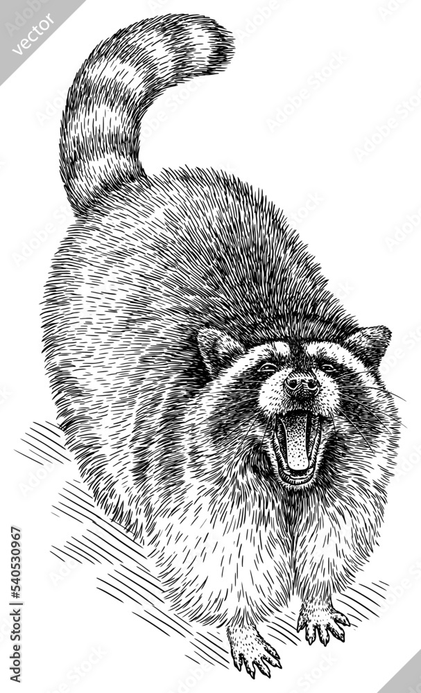 Vintage engrave isolated raccoon set illustration cut ink sketch. Wild ...