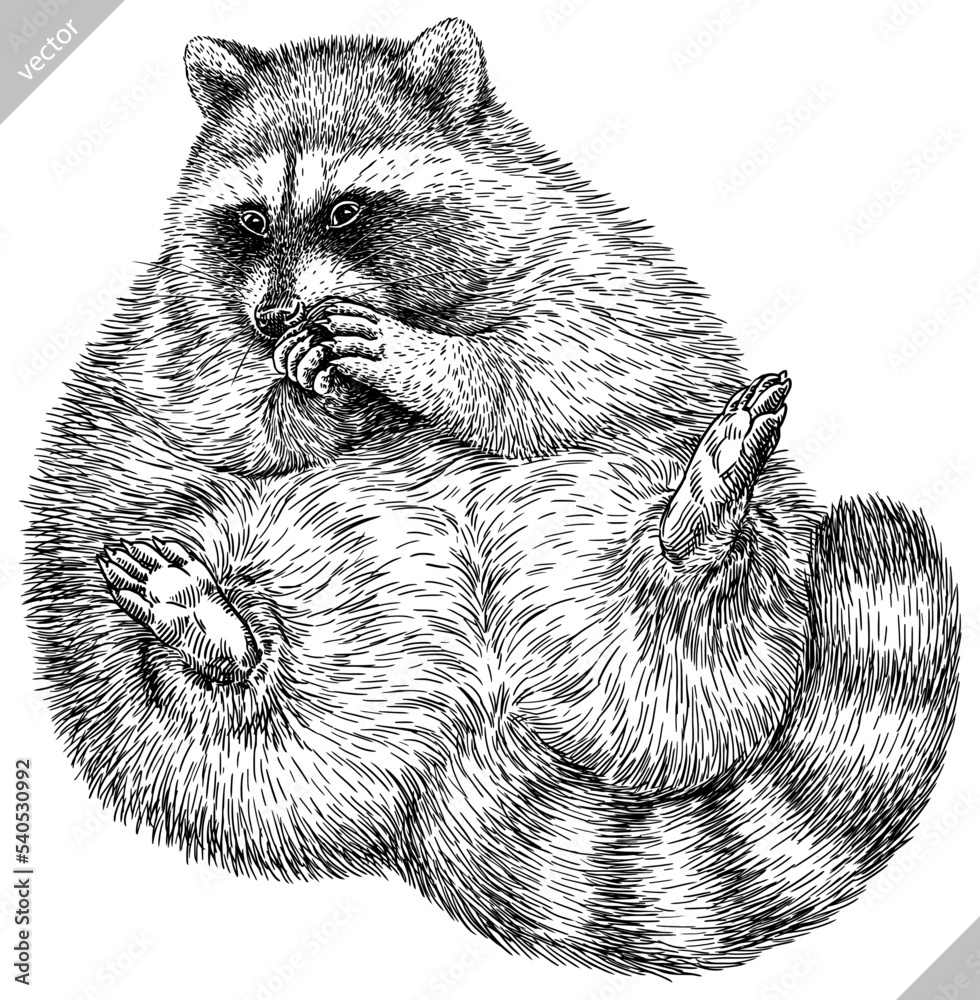 Vintage engrave isolated raccoon set illustration cut ink sketch. Wild ...