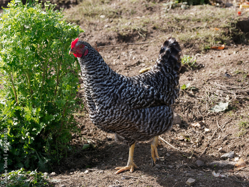 Stockfoto Poule Plymouth rock barrée (Gallus domesticus), volaille ...