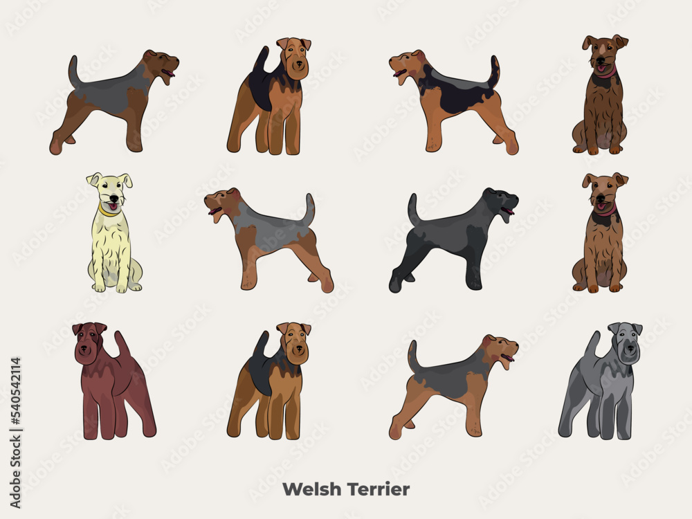 Welshie colors. Cute Welsh Terrier dogs characters in various poses ...