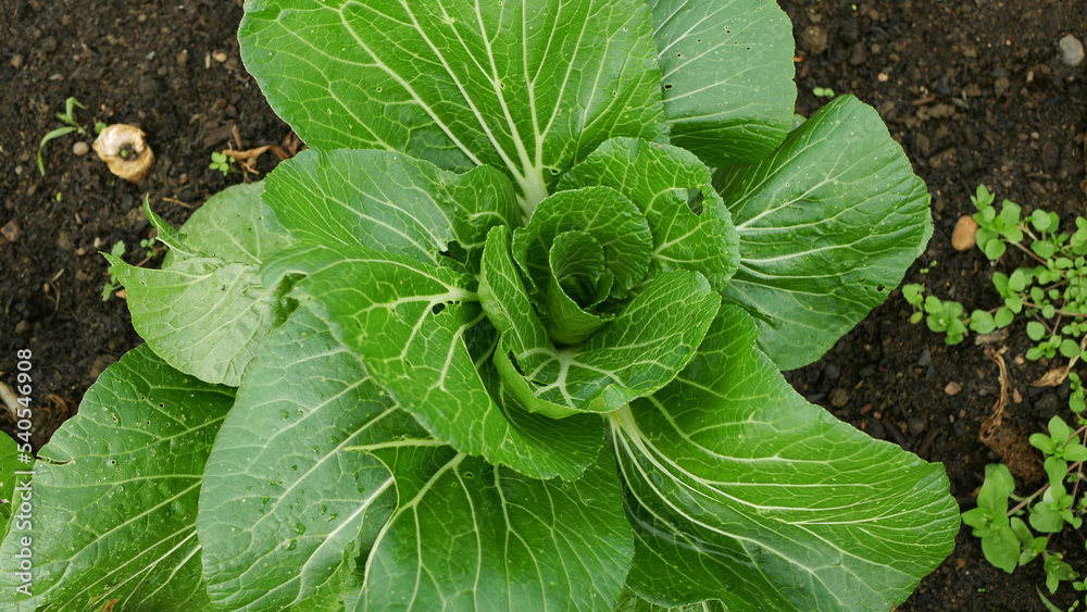 Cabbage leaf green field cole crops white, farm farming garden leaves ...