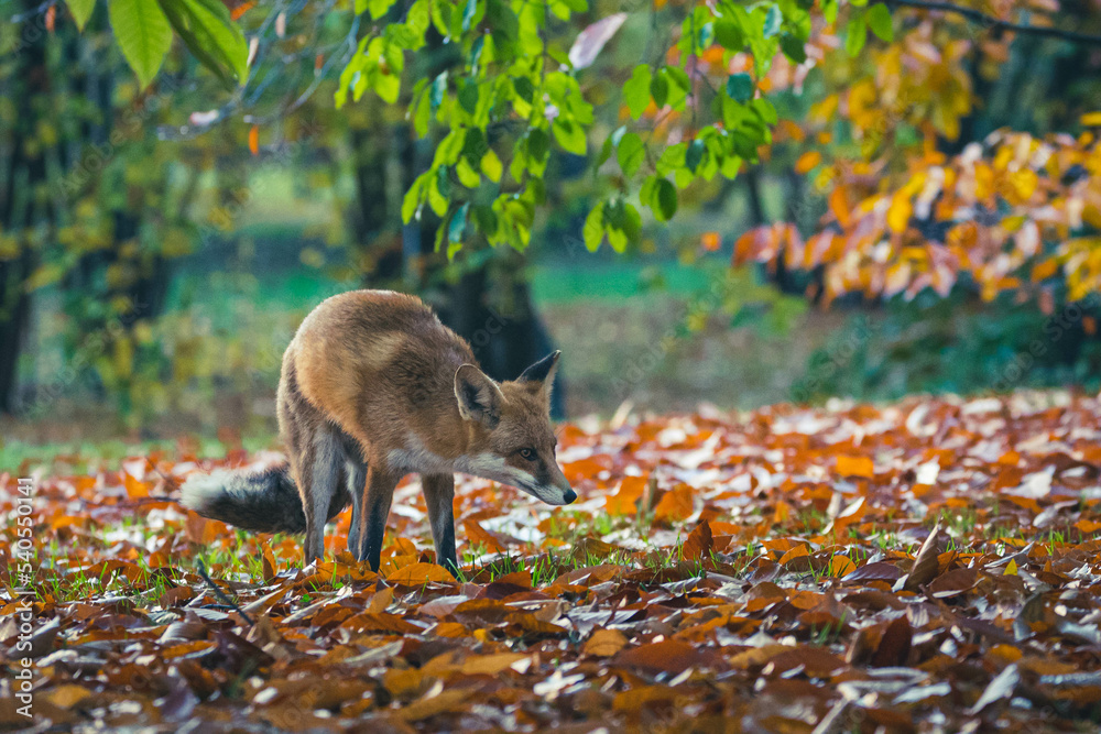 Rotfüchse im Herbst Stock-Foto | Adobe Stock