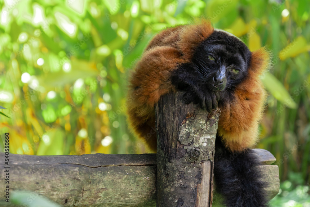 Lemur vari red sits on a log on a clear sunny day Stock-Foto | Adobe Stock