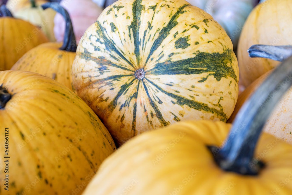 Closeup of Pumpkin Varieties for Sale at a Roadside Farm Stand in ...
