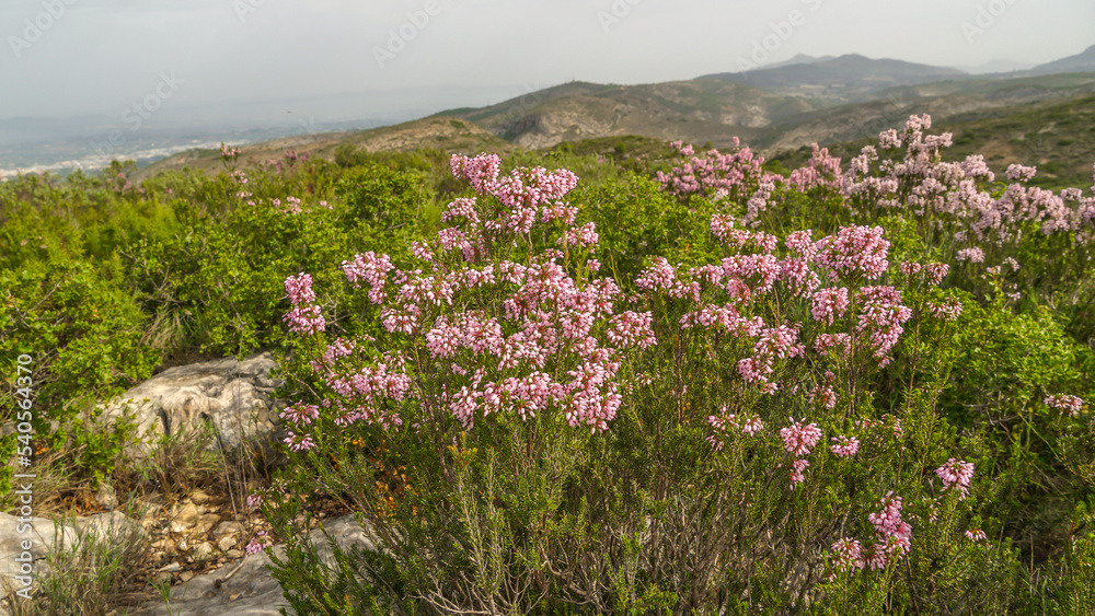 Erica Multiflora L. El brezo de invierno, o bruguera (Erica multiflora ...