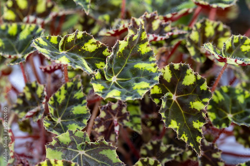Begonia bowerae “Tiger”. Begonia bowerae, the eyelash begonia is native ...