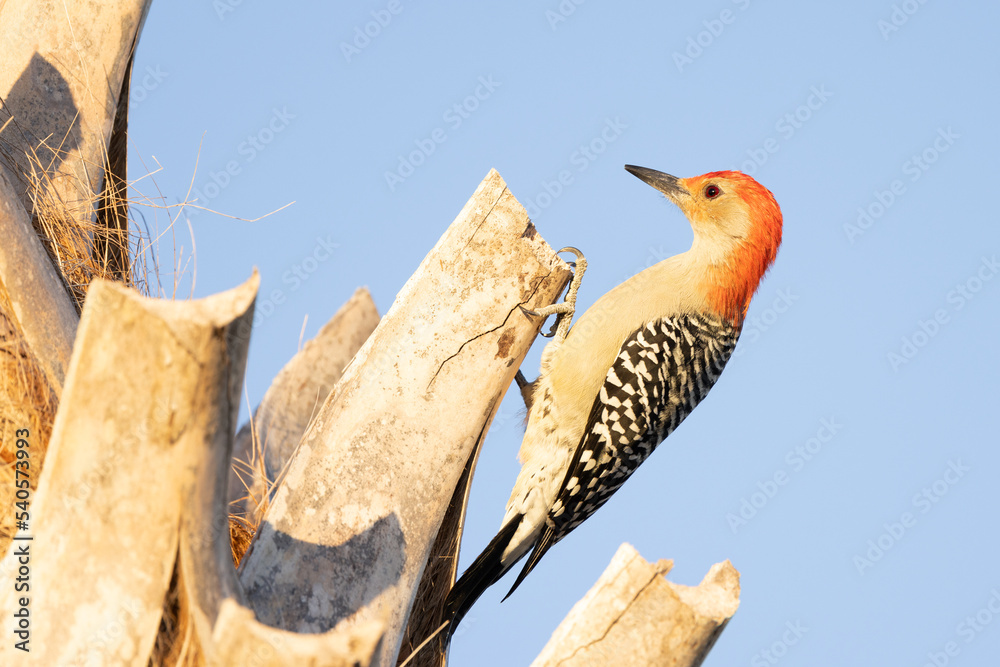Red-bellied woodpecker (Melanerpes carolinus) a native Florida bird, on ...