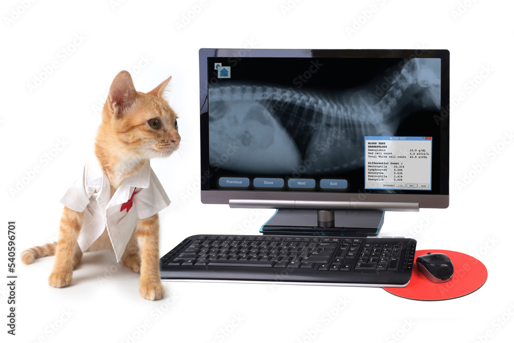 Little cat wearing doctor costume sitting with computer showing xray ...