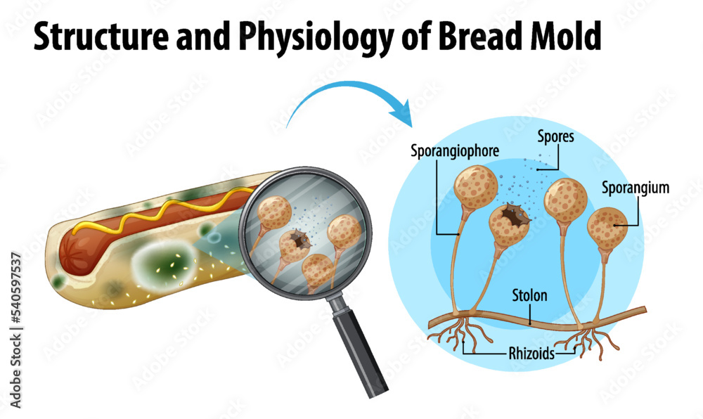 structure and physiology of bread mold Stock Vector | Adobe Stock