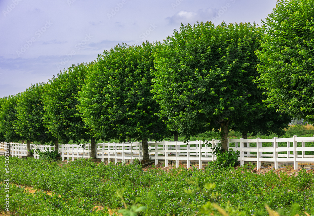Farm field with rows of trees converging into a vanishing point. Fence ...