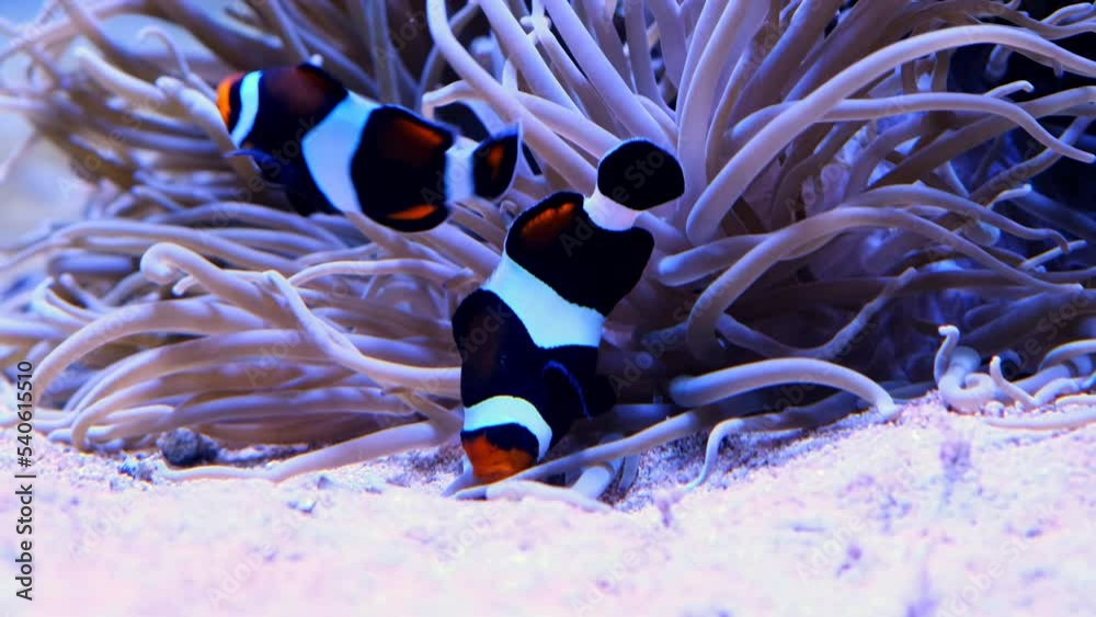 Tropical clownfish swimming in the green anemone. Nemo and anemone ...