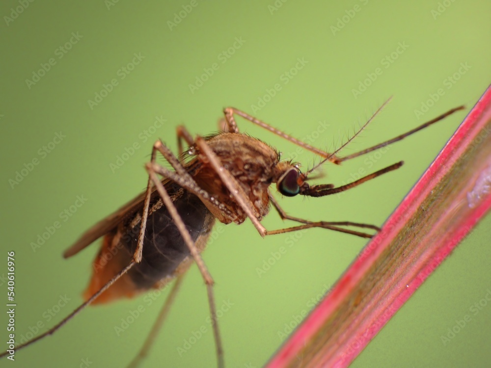 ant,ants,weaver ant,weaver ants,animal,aphids,aphid,spider,bee,leaf ...