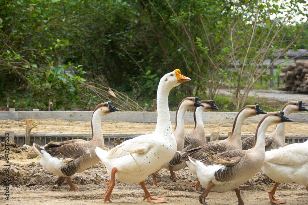 Farm Geese Breeds