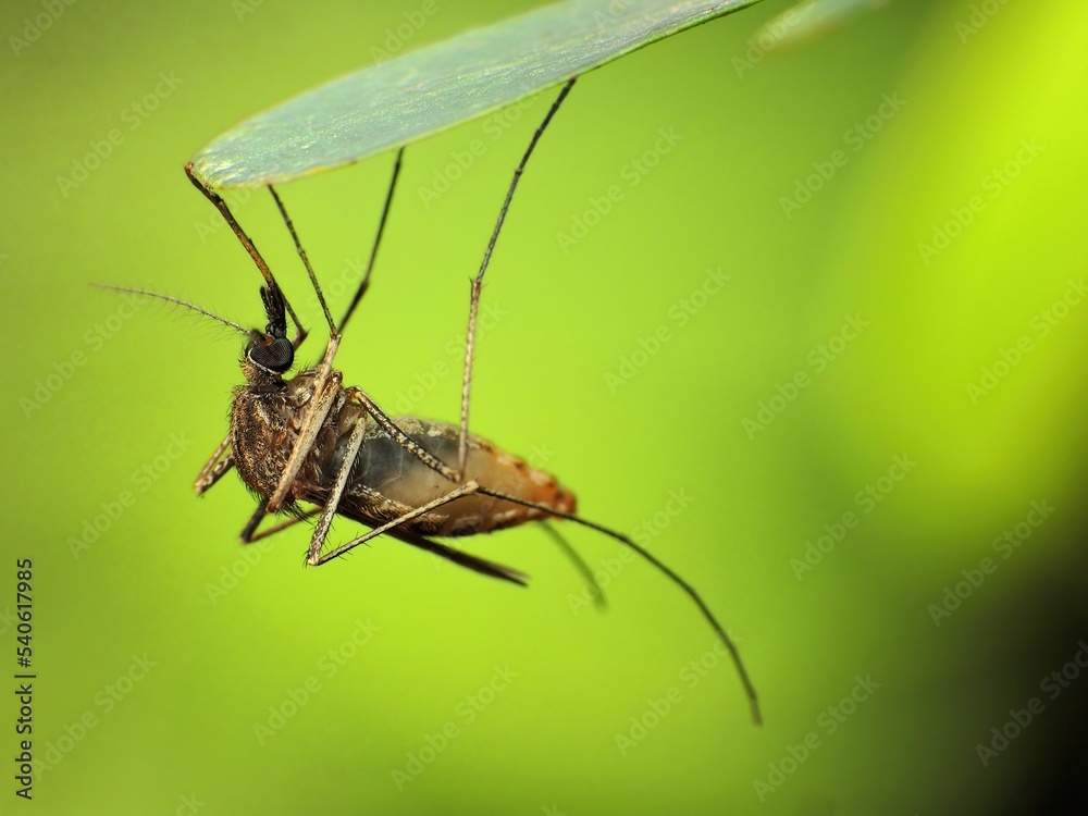 ant,ants,weaver ant,weaver ants,animal,aphids,aphid,spider,bee,leaf ...